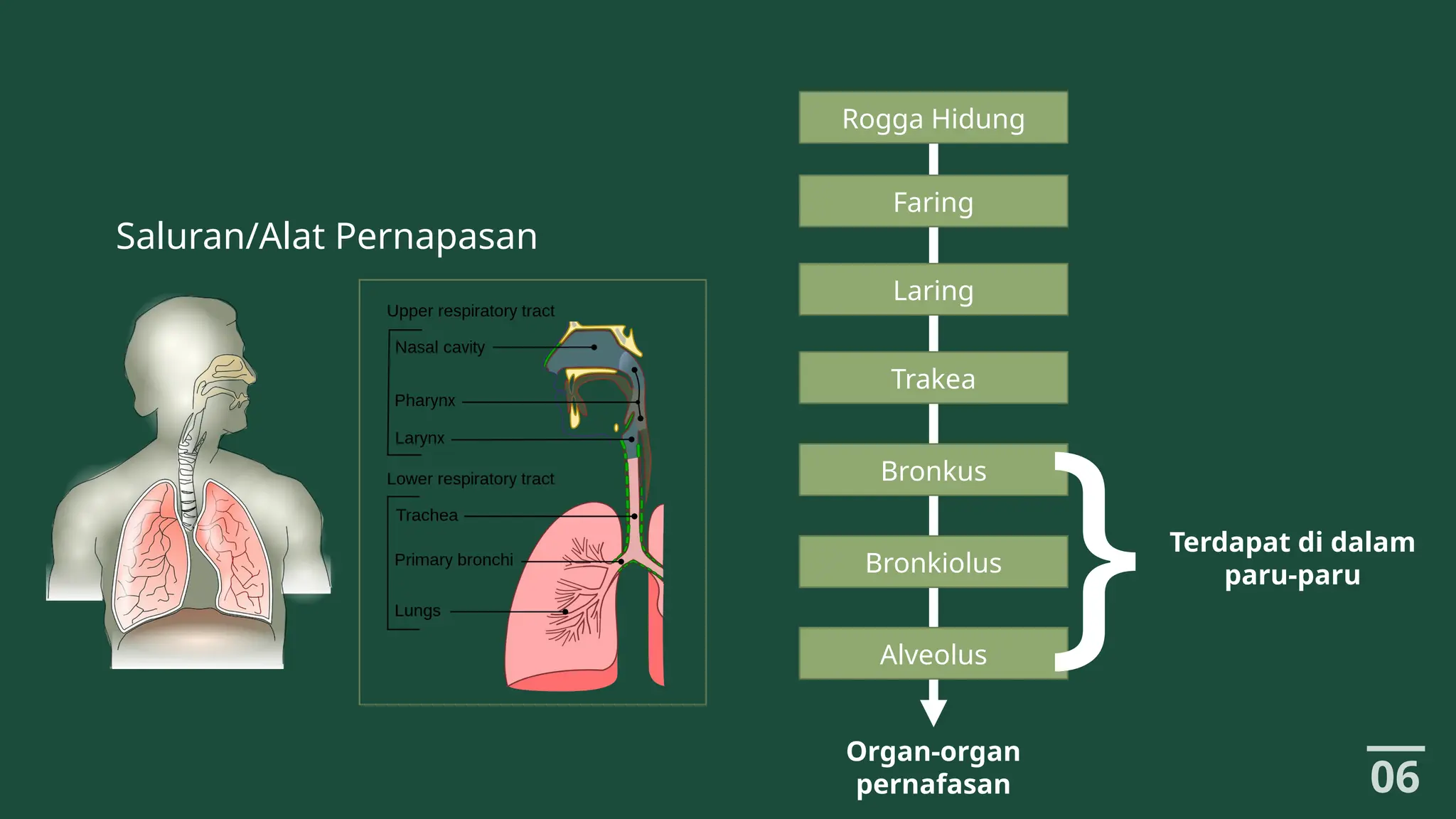 SISTEM PERNAFASAN KELAS 11 SMA KURIKULUM MERDEKA.pptx