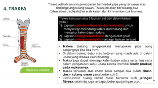 SISTEM PERNAFASAN KELAS 11 SMA KURIKULUM MERDEKA.pptx