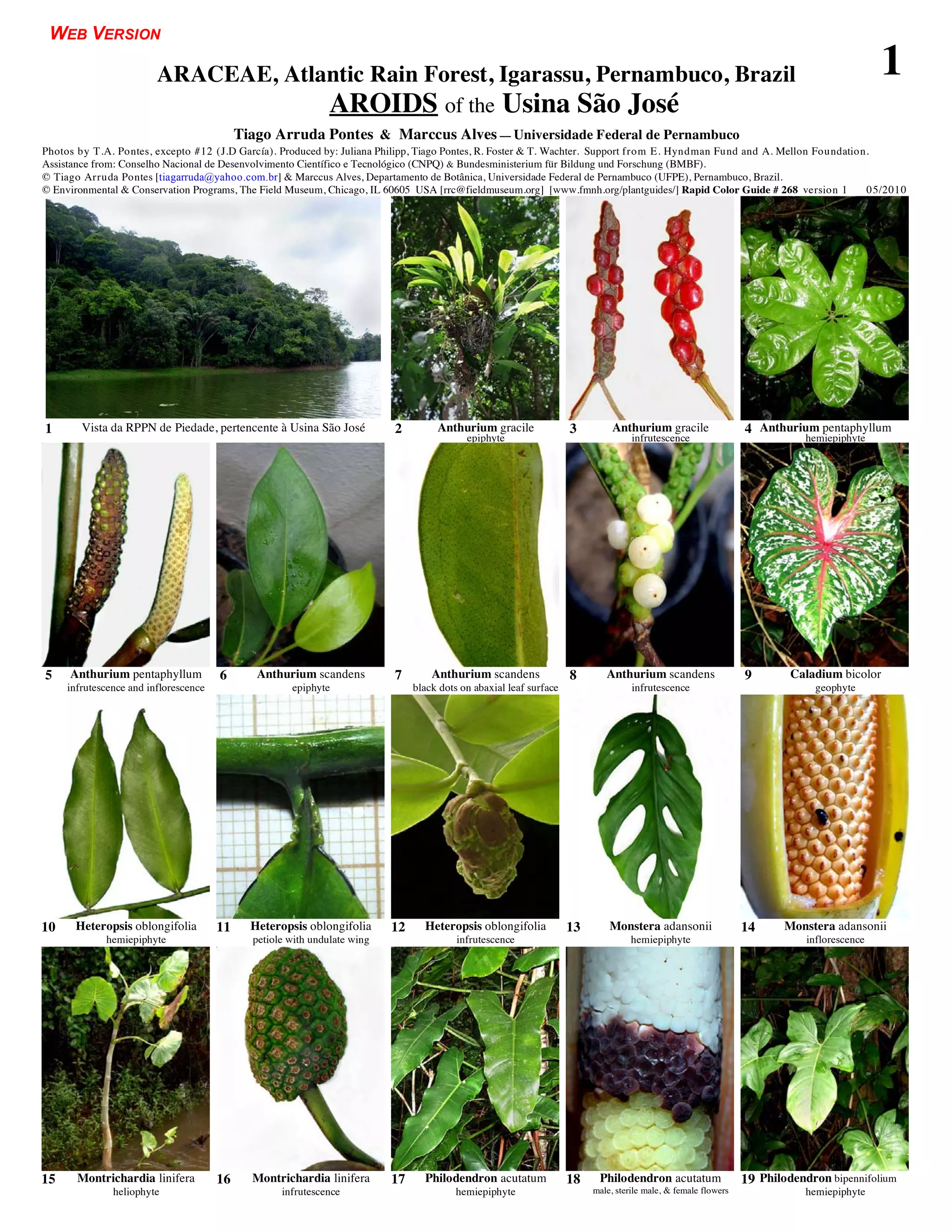 Pernambuco - usina são josé araceae | PDF