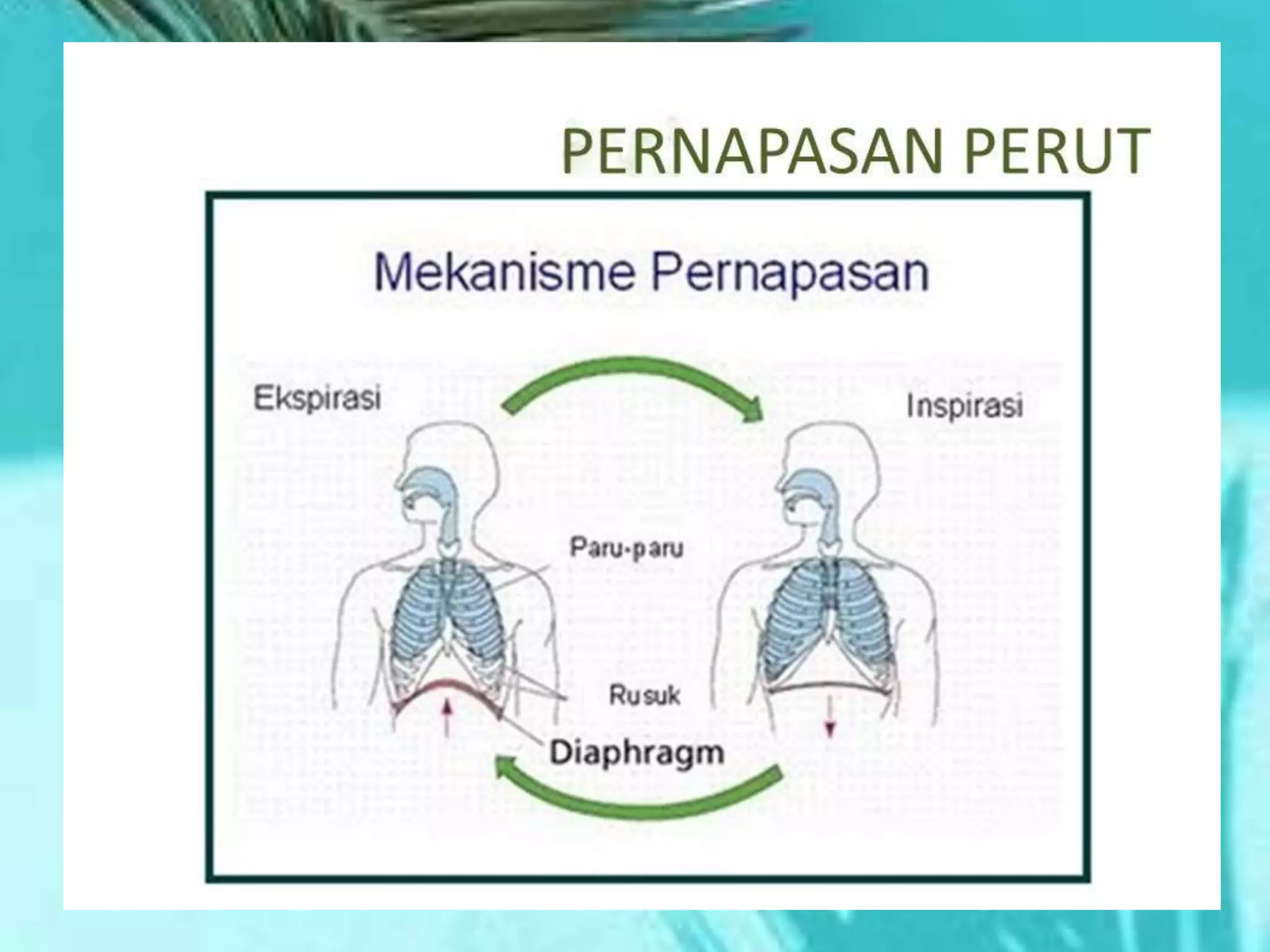 PERNAPASAN_PADA_DADA_DAN_PERUT.pptx