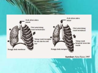 PERNAPASAN_PADA_DADA_DAN_PERUT.pptx