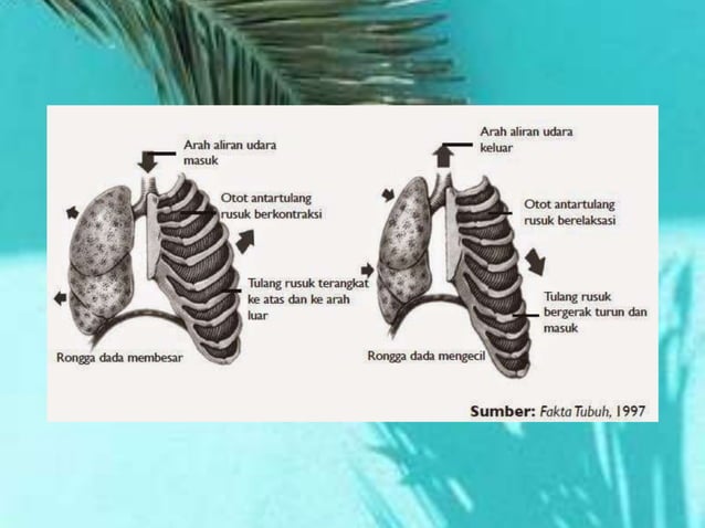 PERNAPASAN_PADA_DADA_DAN_PERUT.pptx