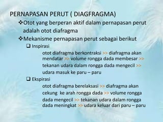 PERNAPASAN_PADA_DADA_DAN_PERUT.pptx