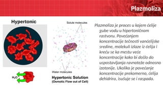 🩸 | Perniciozna anemija i hemolitičke anemije | PPT | Free Download