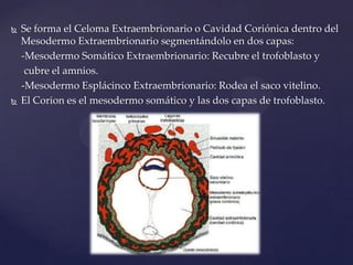 Período pre embrionario-1 | PPTX