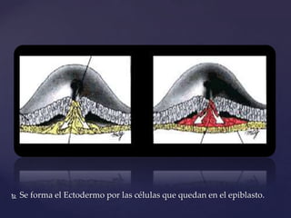 Período pre embrionario-1 | PPTX | Infertility | Reproductive Health