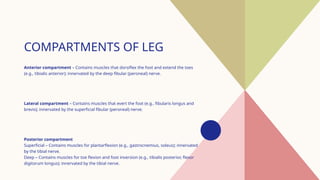 Peroneal Compartment Muscles must look at this | PPTX