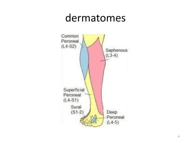 Peroneal nerve injury foot drop treatment | PPTX