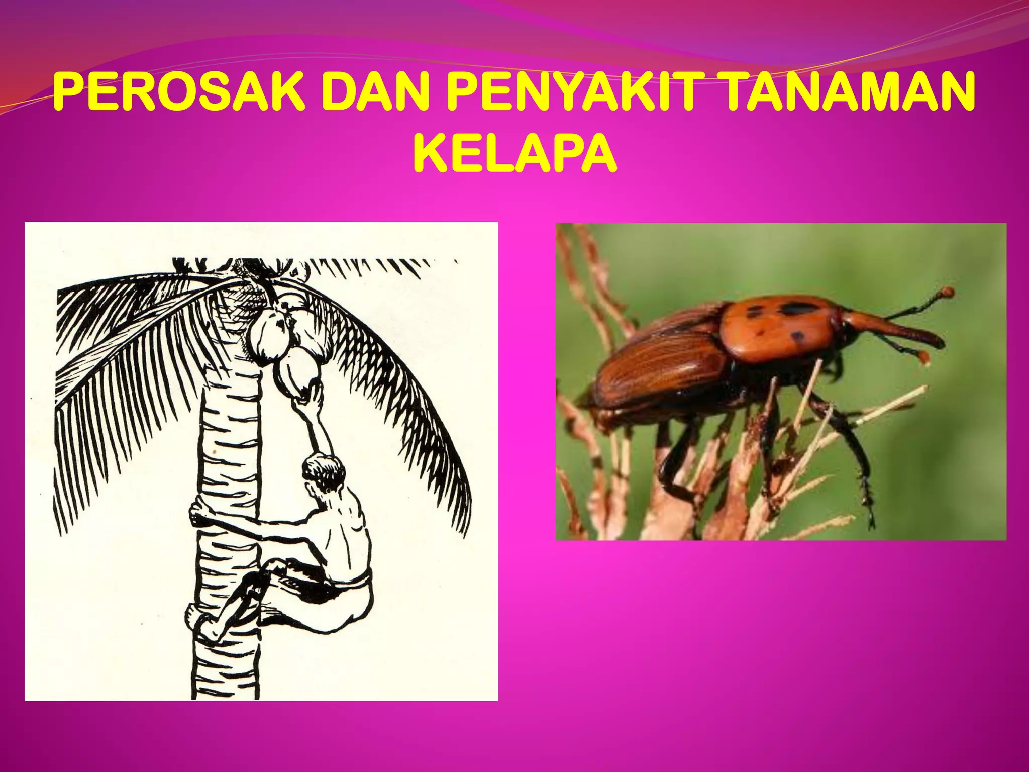 PEROSAK TANAMAN KELAPA | PDF