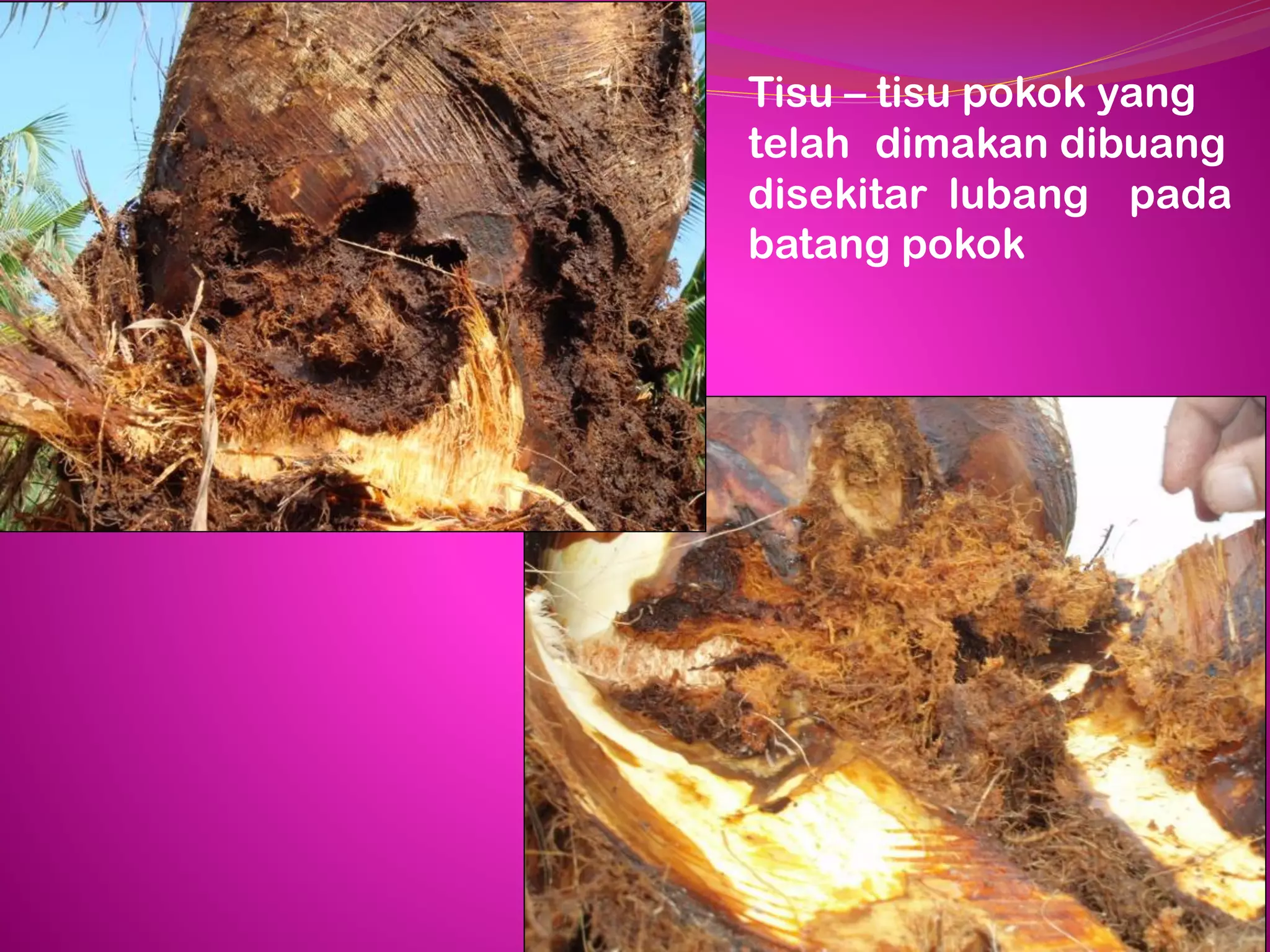 PEROSAK TANAMAN KELAPA | PDF