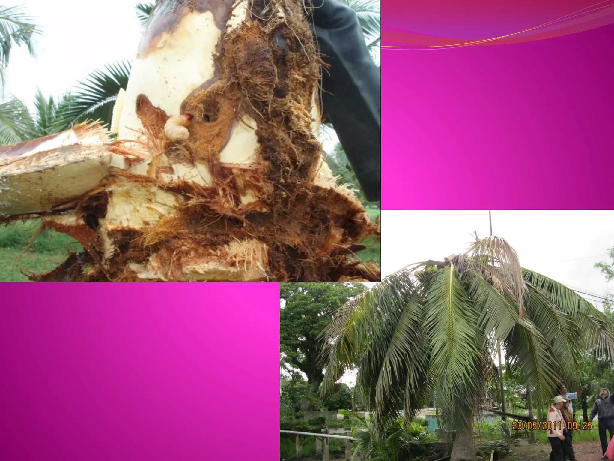 PEROSAK TANAMAN KELAPA | PDF