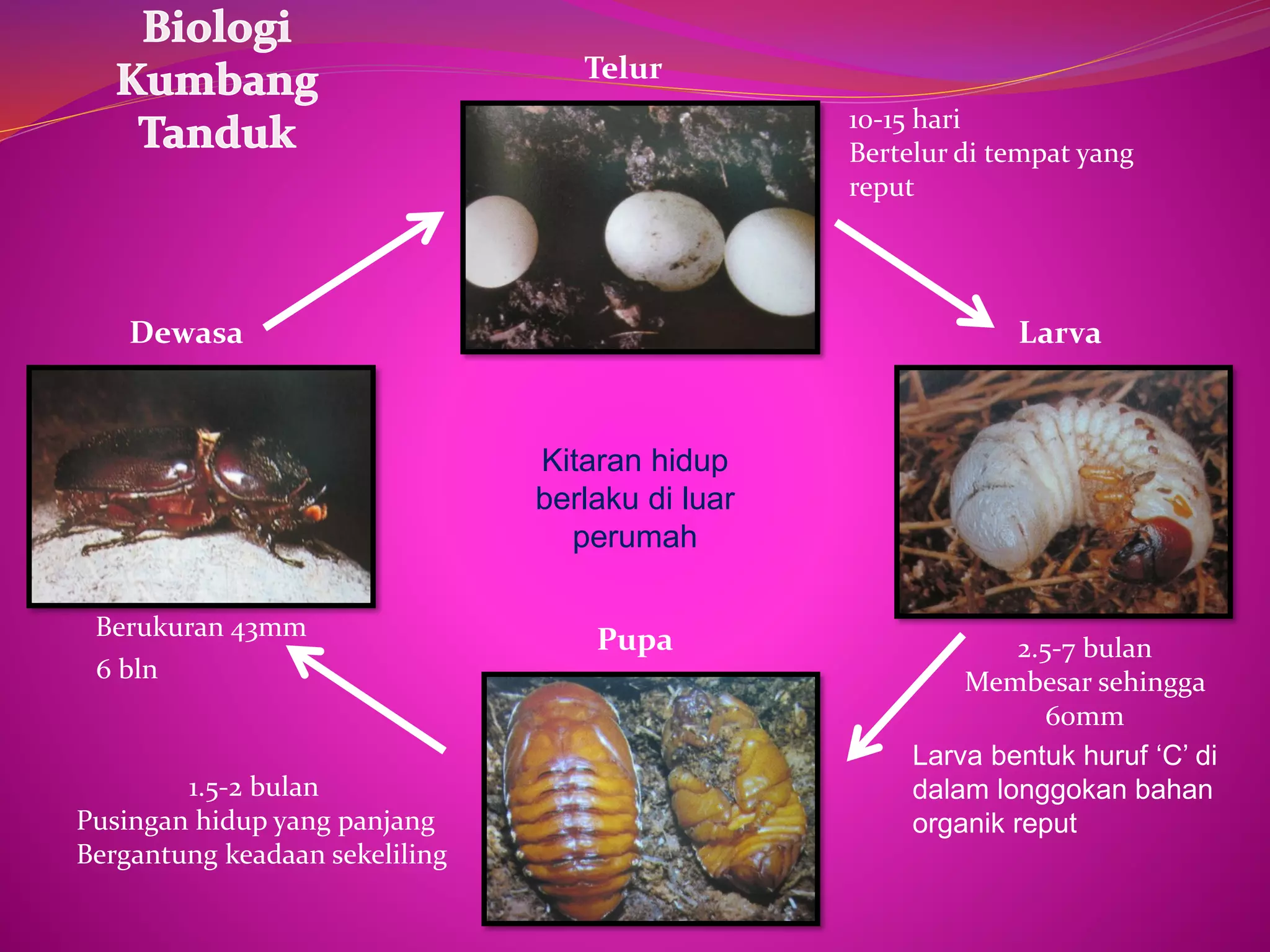 PEROSAK TANAMAN KELAPA | PDF