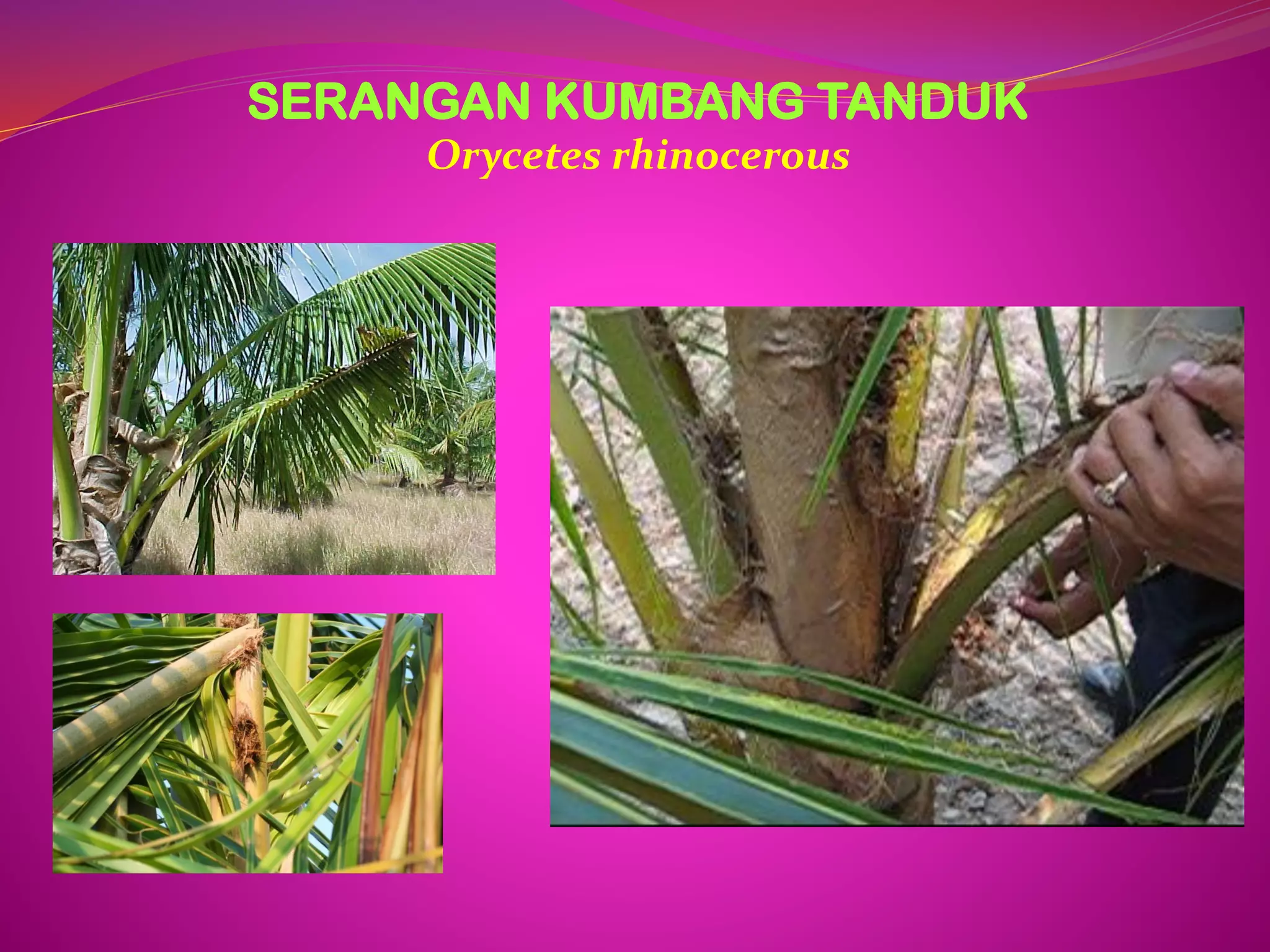 PEROSAK TANAMAN KELAPA | PDF