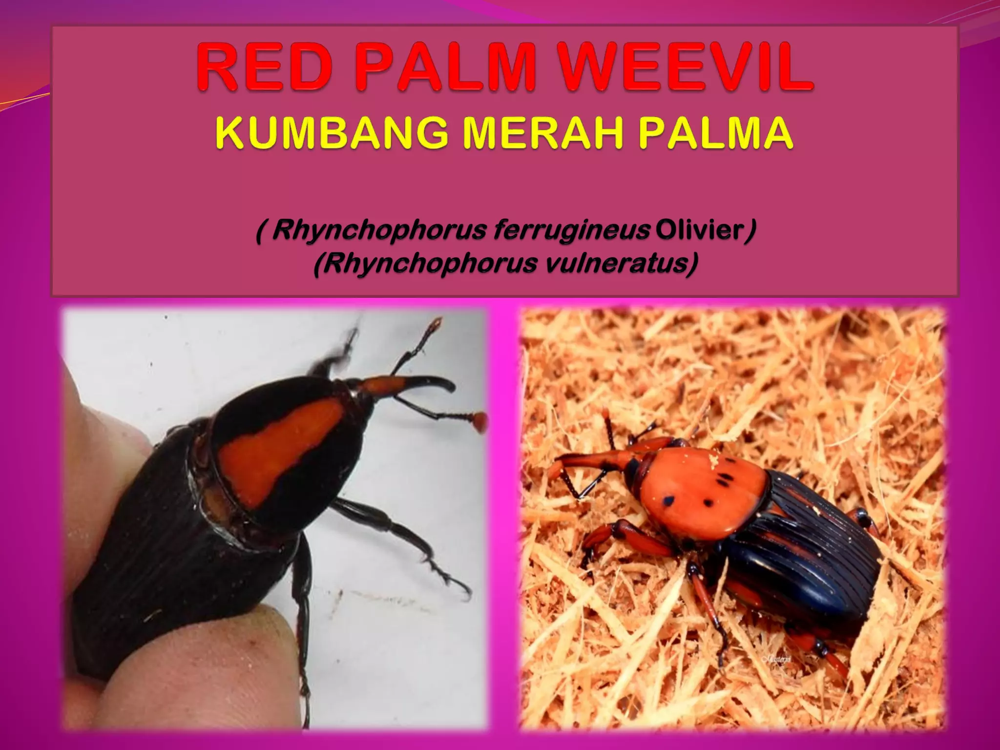 PEROSAK TANAMAN KELAPA | PDF