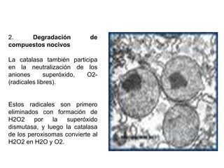Peroxisomas | PPTX