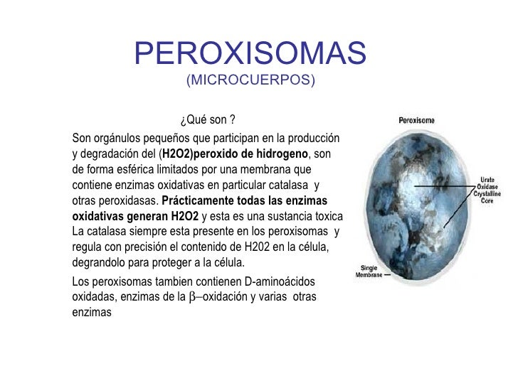 Peroxisomas