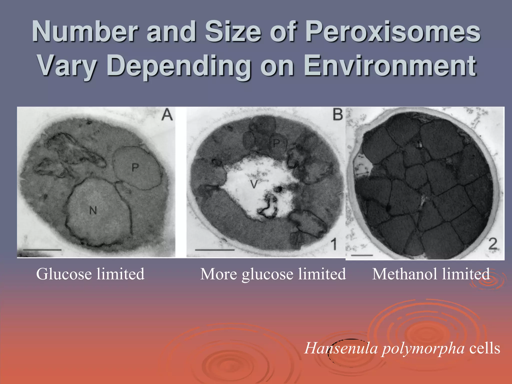 Peroxisome | PDF