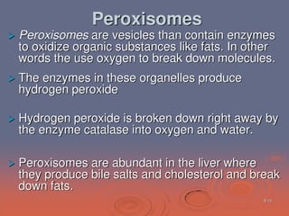 Peroxisomes Structure And Function Ppt