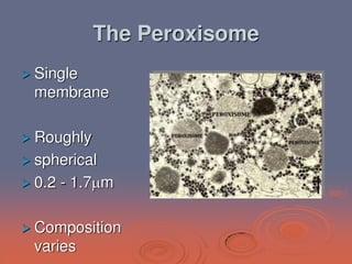 Peroxisome Electron Micrograph