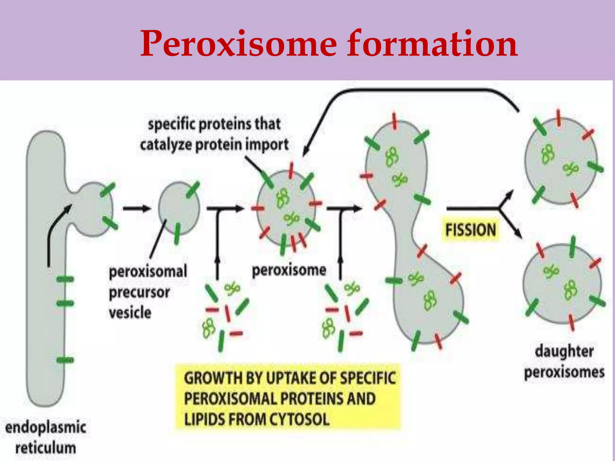 Peroxisome | PPTX