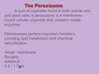 Peroxisome In A Plant Cell