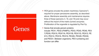 Peroxisome.pptx
