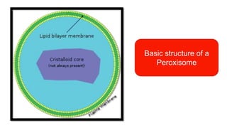 Peroxisome.pptx