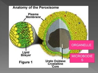 Peroxisome | PPTX
