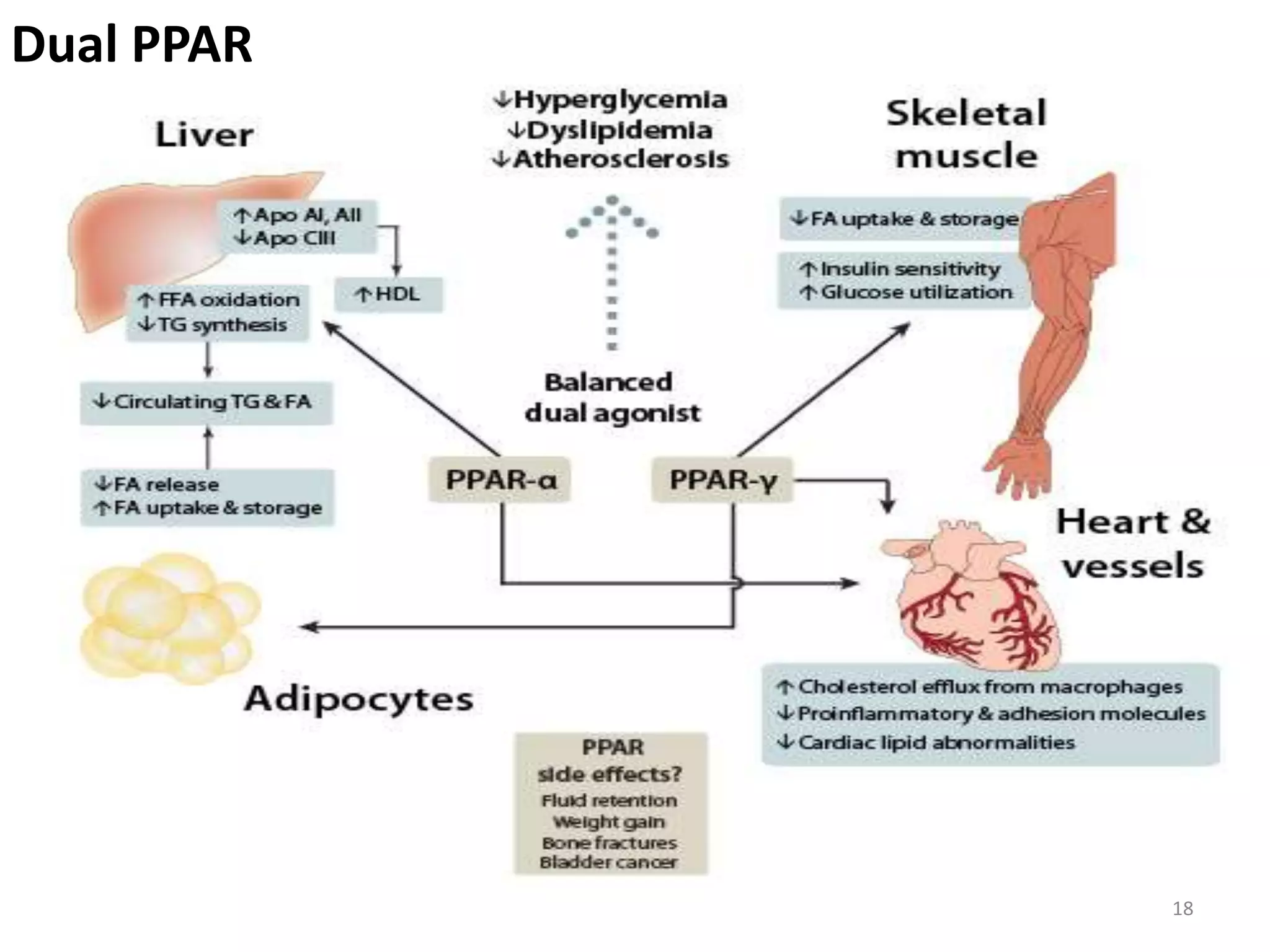 Peroxisome proliferator activated receptors (PPARs) | PPTX