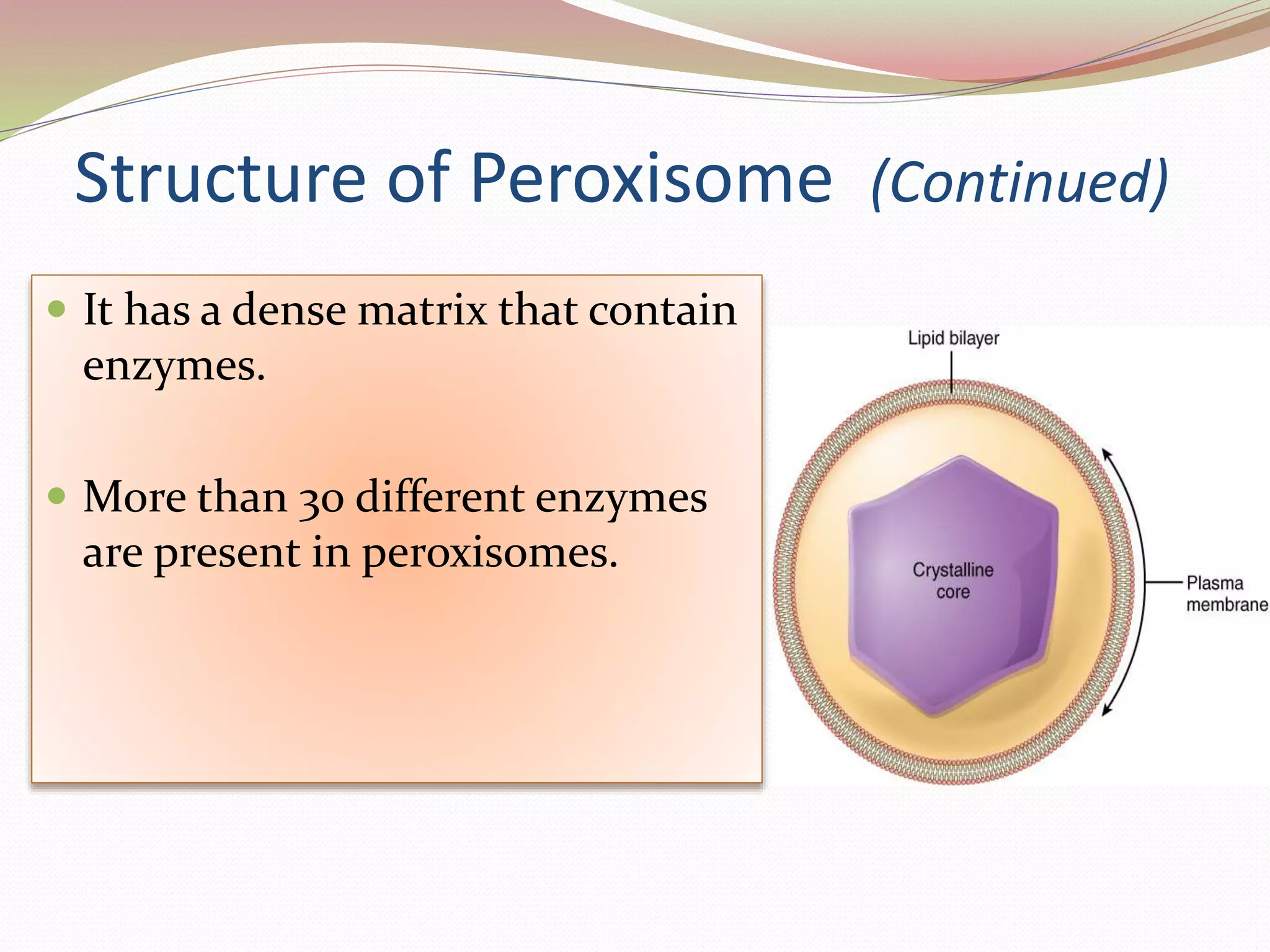 Peroxisomes | PPTX