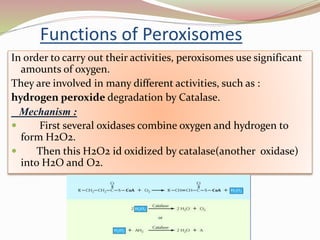 Peroxisomes | PPTX