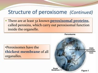 Peroxisomes Structure And Function Ppt