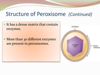 Peroxisome Structure And Function