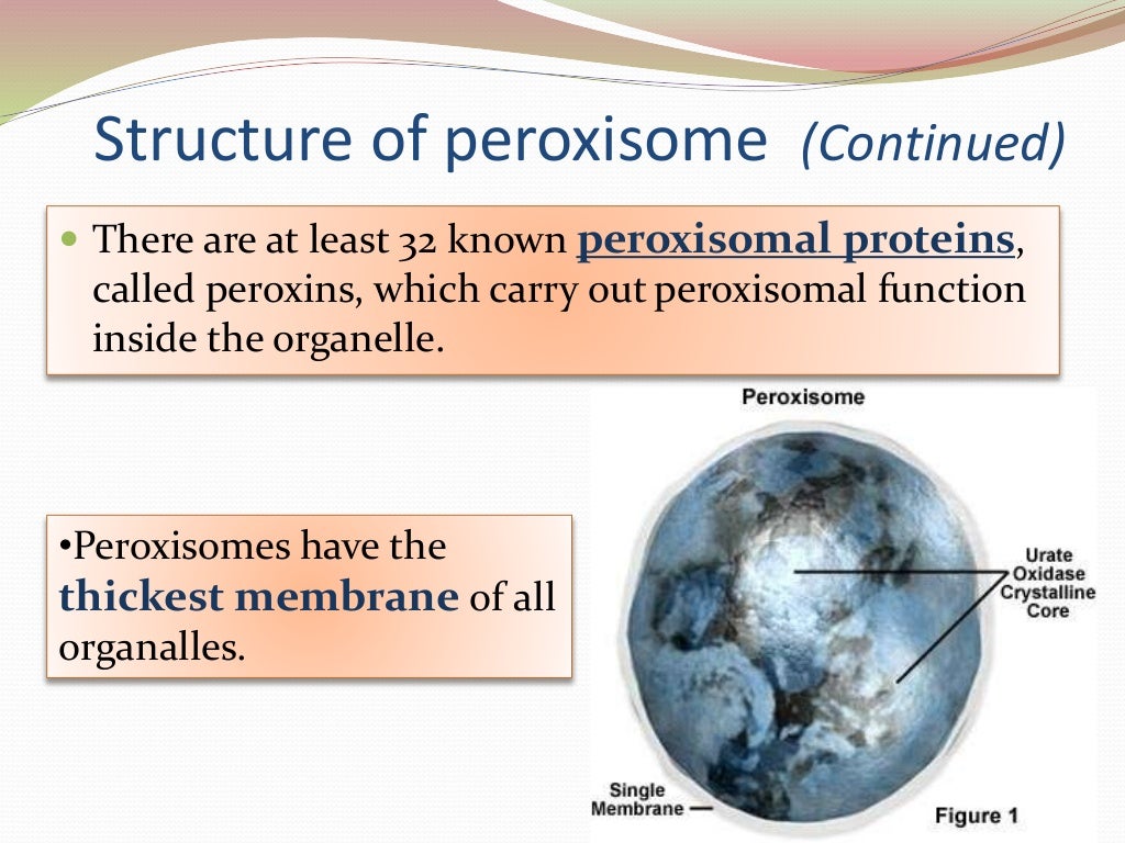 Peroxisomes
