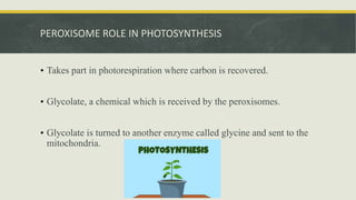 Peroxisomes ppt (introduction structure & function) | PPTX