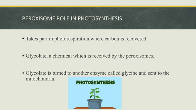 Peroxisomes ppt (introduction structure & function) | PPTX | Chemistry ...