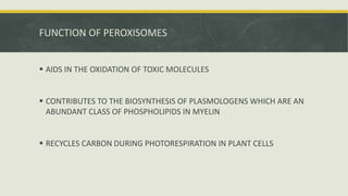 Peroxisomes ppt (introduction structure & function) | PPTX