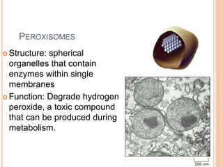 Peroxisomes Structure And Function Ppt