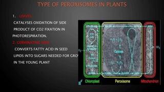 Peroxisomes | PPTX