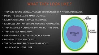 Peroxisomes | PPTX