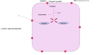 peroxisomes overview and role of its function in body | PPT
