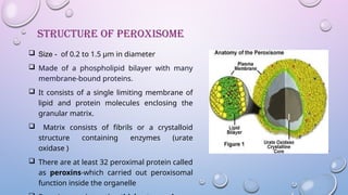 peroxisomes overview and role of its function in body | PPT