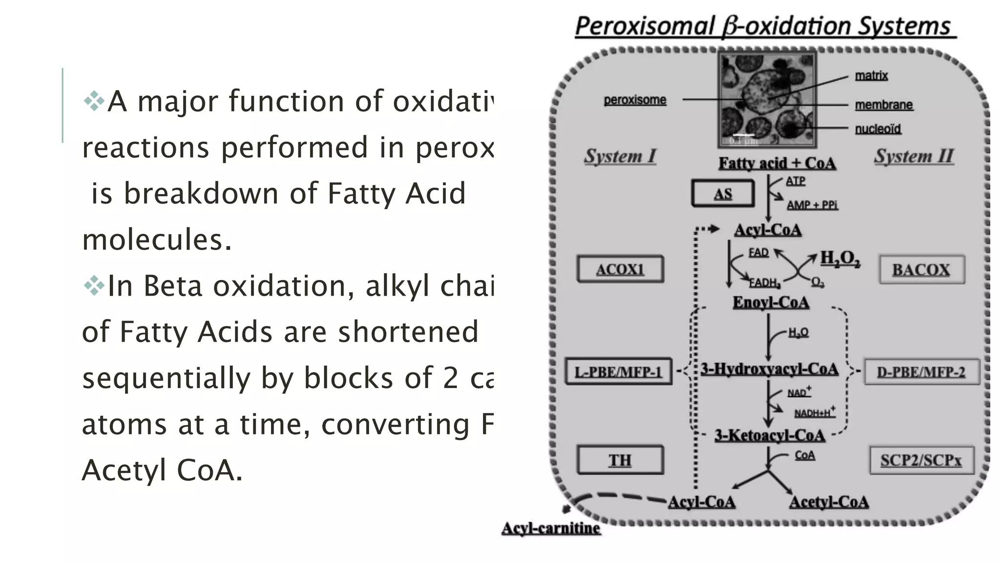 Peroxisomes | PPTX