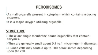 Peroxisomes | PPTX