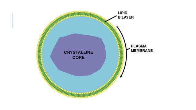 Peroxisomes | PPTX | Biological Sciences | Science