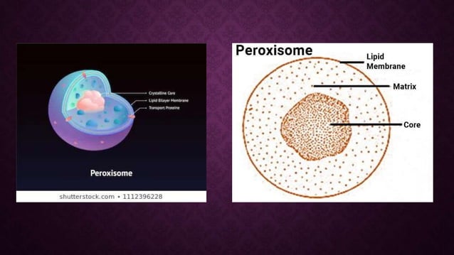 Peroxisomes, glyoxysomes, vacuole, cytoskeleton, | PPT