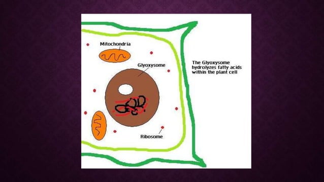 Peroxisomes, glyoxysomes, vacuole, cytoskeleton, | PPT