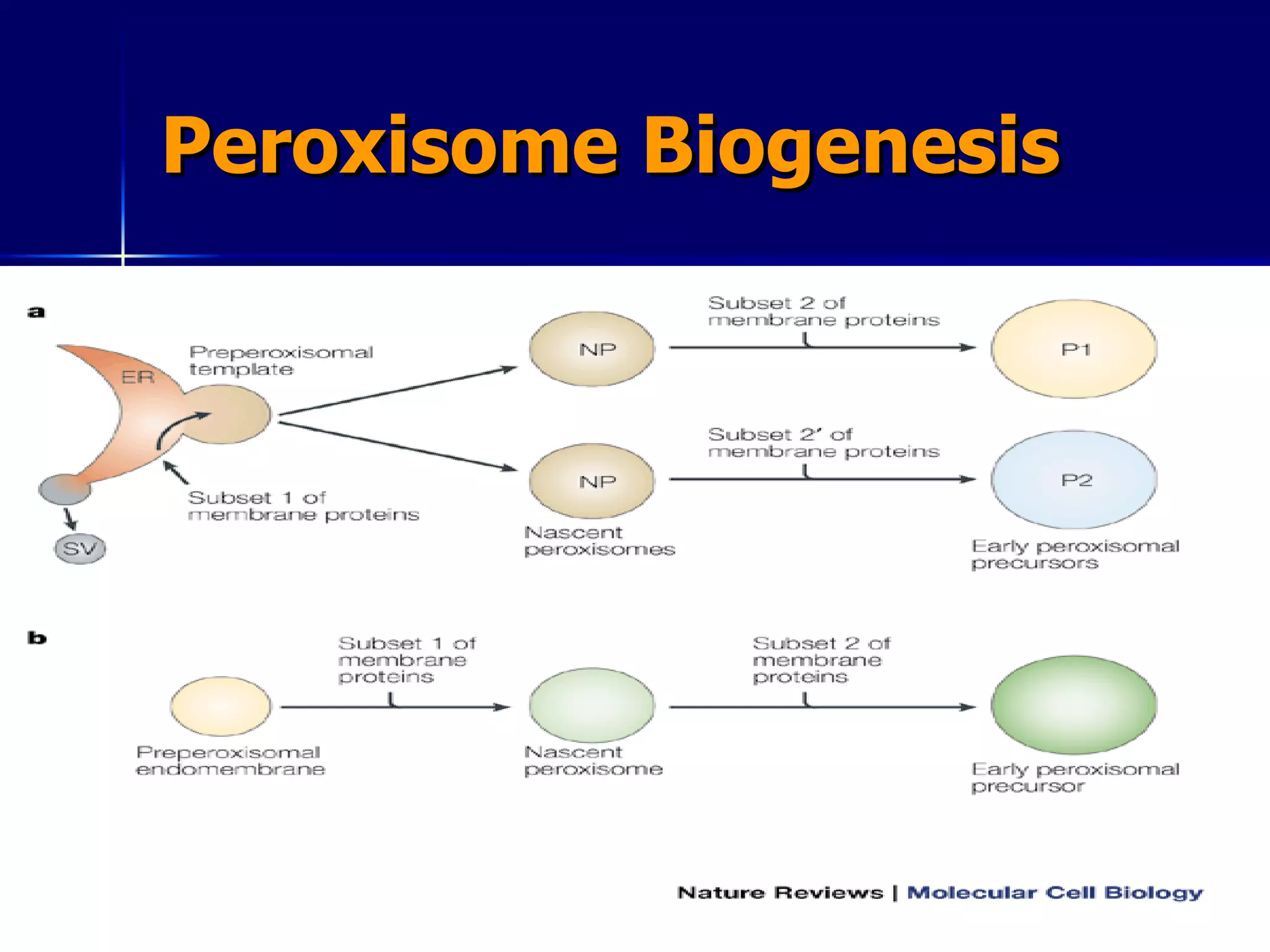 Peroxisomes in dermatology.ppt