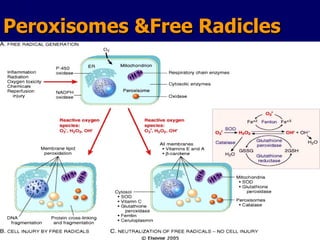 Peroxisomes in dermatology | PPS