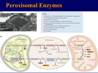 Peroxisomes in dermatology | PPS